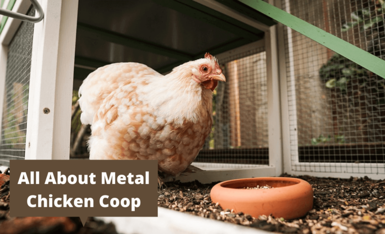 All About Metal Chicken Coop - Sterling Springs Chicken