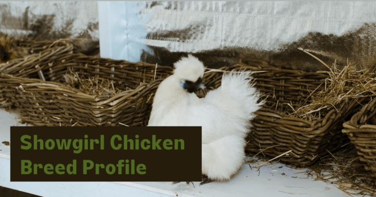 Showgirl Chicken Breed Profile - Sterling Springs Chicken