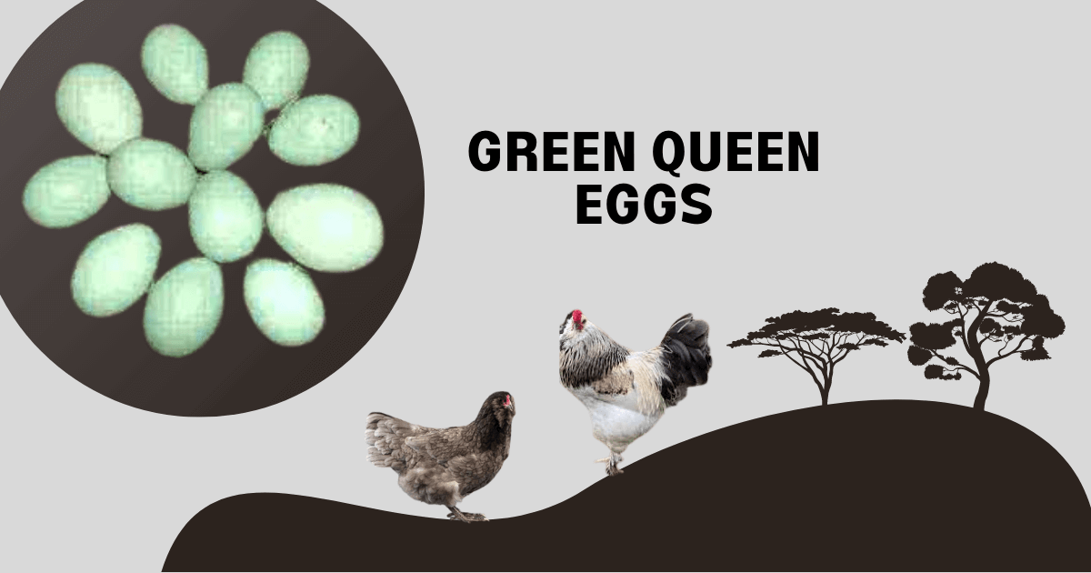 Green Queen Chicken: The Breed That Lays Beautiful Green Eggs ...