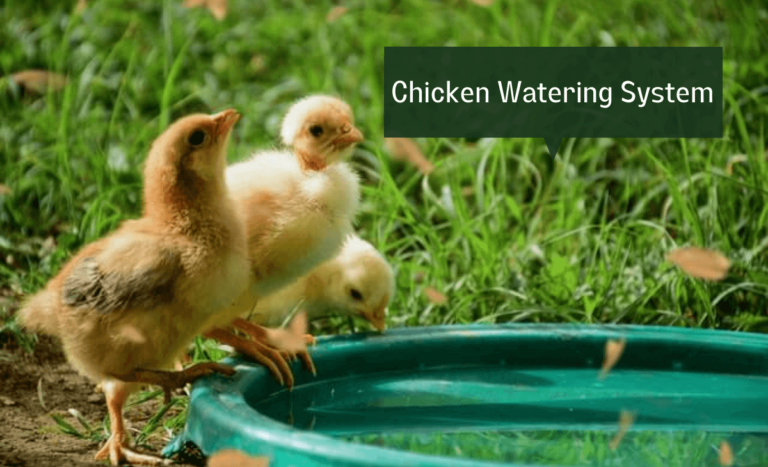 7 Best Chicken Watering Systems of 2022 - Sterling Springs Chicken