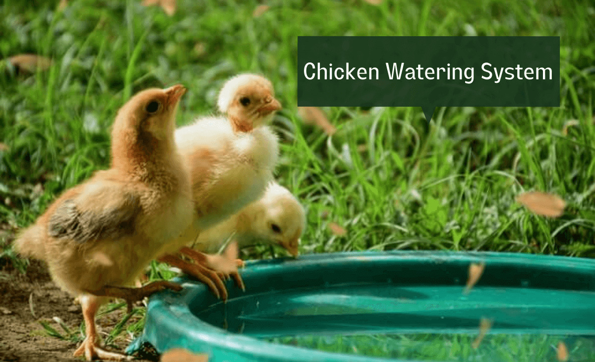7 Best Chicken Watering Systems of 2022 - Sterling Springs Chicken