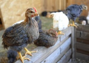 Deathlayer Chicken: Meaning and Origin - Sterling Springs Chicken