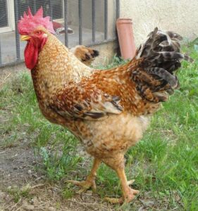 Deathlayer Chicken: Meaning and Origin - Sterling Springs Chicken