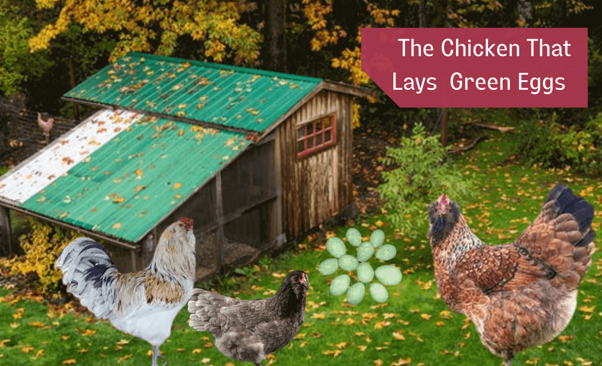 Green Queen Chicken: The Breed That Lays Beautiful Green Eggs ...