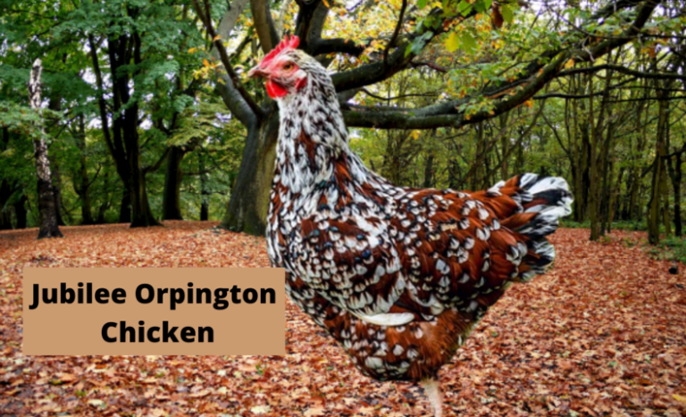 Jubilee Orpington Chicken: Eggs, Temperament and Raising Tips ...