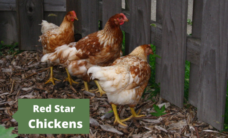 Red Star Chickens: Eggs, Height, Size, and Raising Tips - Sterling ...