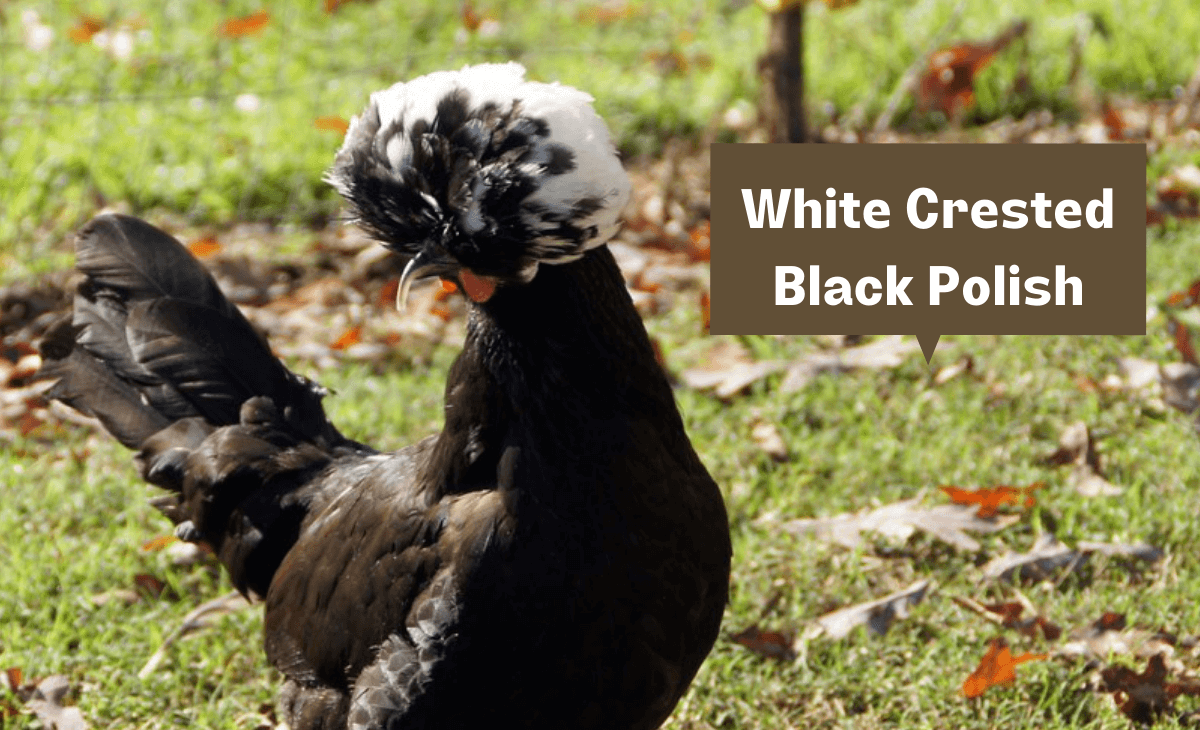 White Crested Black Polish: Breed Information - Sterling Springs Chicken