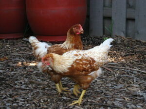 Red Star Chickens: Eggs, Height, Size, and Raising Tips - Sterling ...