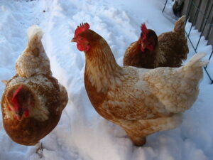 Red Star Chickens: Eggs, Height, Size, and Raising Tips - Sterling ...