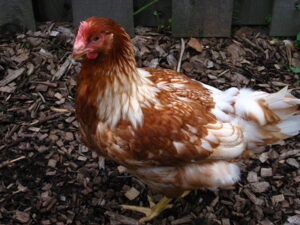 Red Star Chickens: Eggs, Height, Size, and Raising Tips - Sterling ...