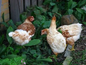 Red Star Chickens: Eggs, Height, Size, and Raising Tips - Sterling ...