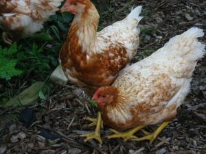 Red Star Chickens: Eggs, Height, Size, and Raising Tips - Sterling ...