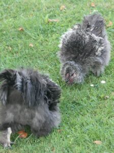Polish Frizzle Chicken Breed Profile - Sterling Springs Chicken