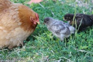 Blue Copper Marans: The History & Future of Marans Chickens - Sterling ...