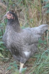 Blue Copper Marans: The History & Future of Marans Chickens - Sterling ...