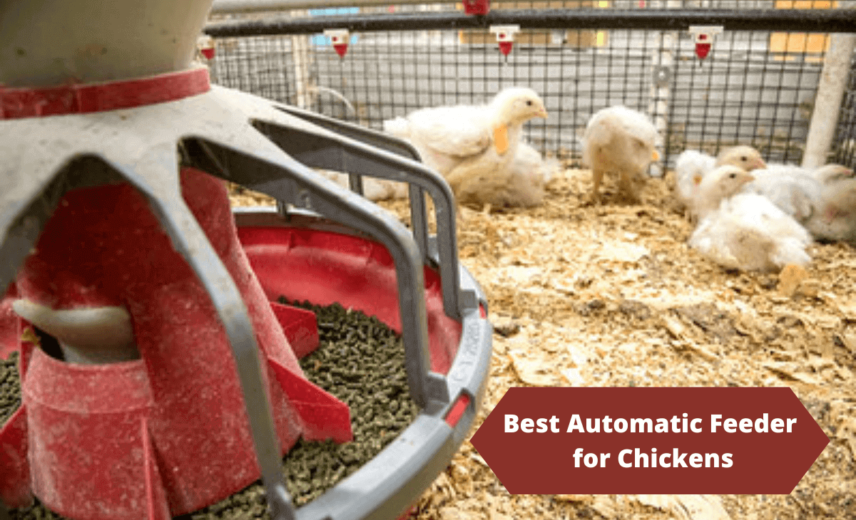 7 Best Automatic Chicken Feeding Options of 2022 - Sterling Springs Chicken