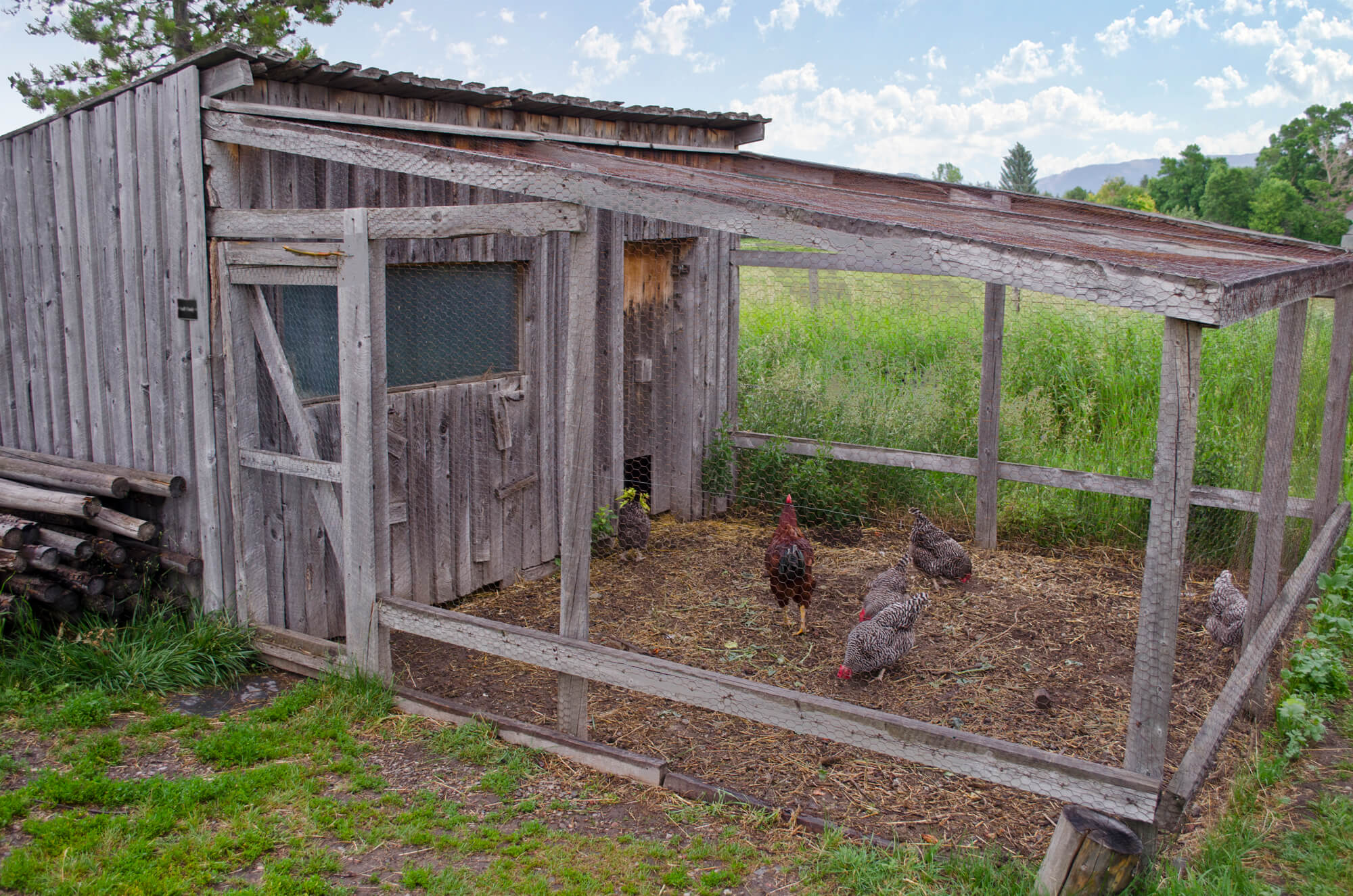 Chicken Coop Door Ideas to Protect Your Flock - Sterling Springs Chicken