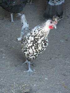 Chicken with Dislocated Leg: Care Guide - Sterling Springs Chicken